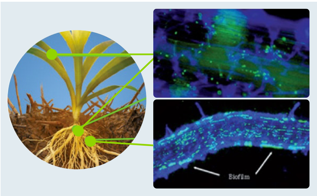 Biostimulanzien Nutribion | Syngenta