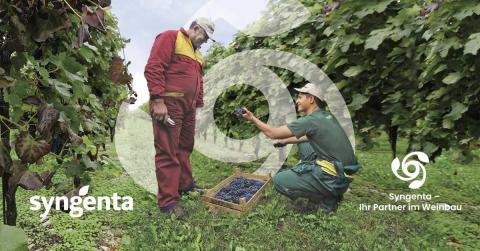 Rebschutz aktuell: Wetterbedingte Handlungsempfehlungen | Syngenta