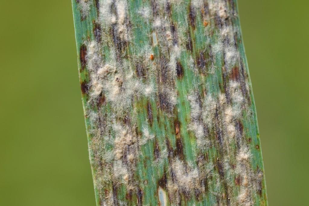L'oidium sur les céréales | Syngenta