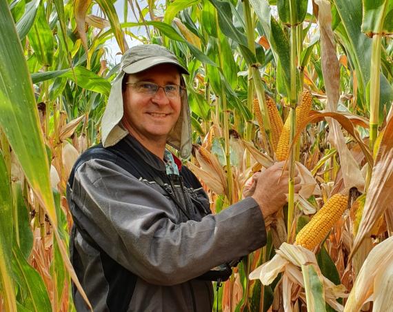 Experteninterview – Zahnmaiszüchtung bei Syngenta | Syngenta